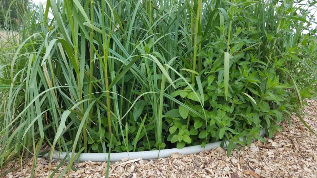 Nature-based filtration for irrigation or human consumption - Better2Earth